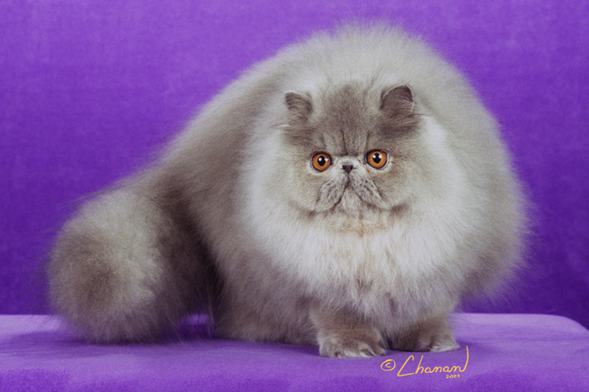 Goliada Persians